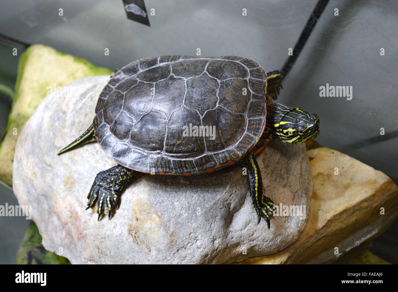 Turtle on rock in aquarium Stock Photo - Alamy