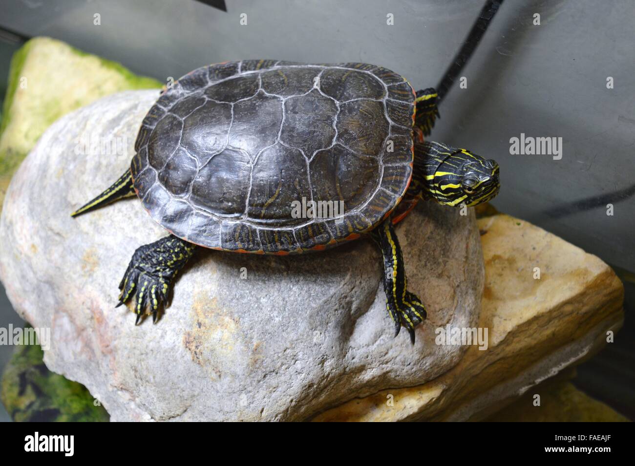 Turtle on rock in aquarium Stock Photo - Alamy