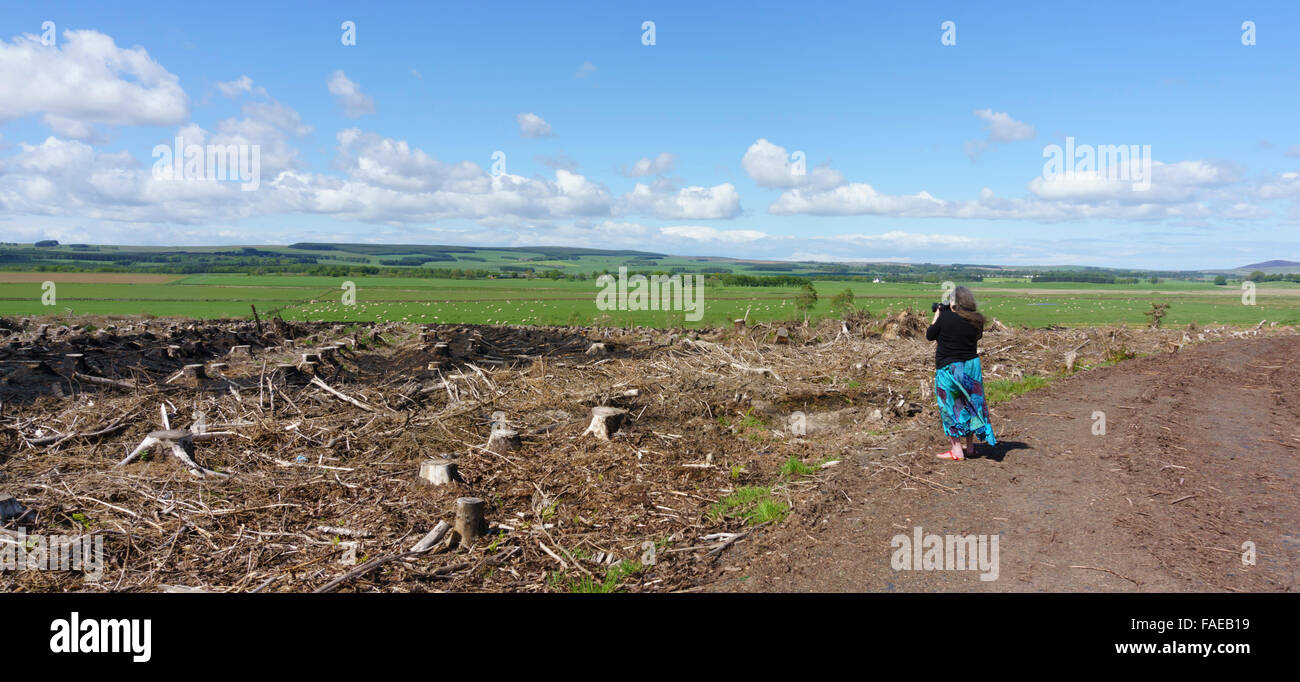 Former wooded land at Westruther in Berwickshire, Scotland, derelict ...
