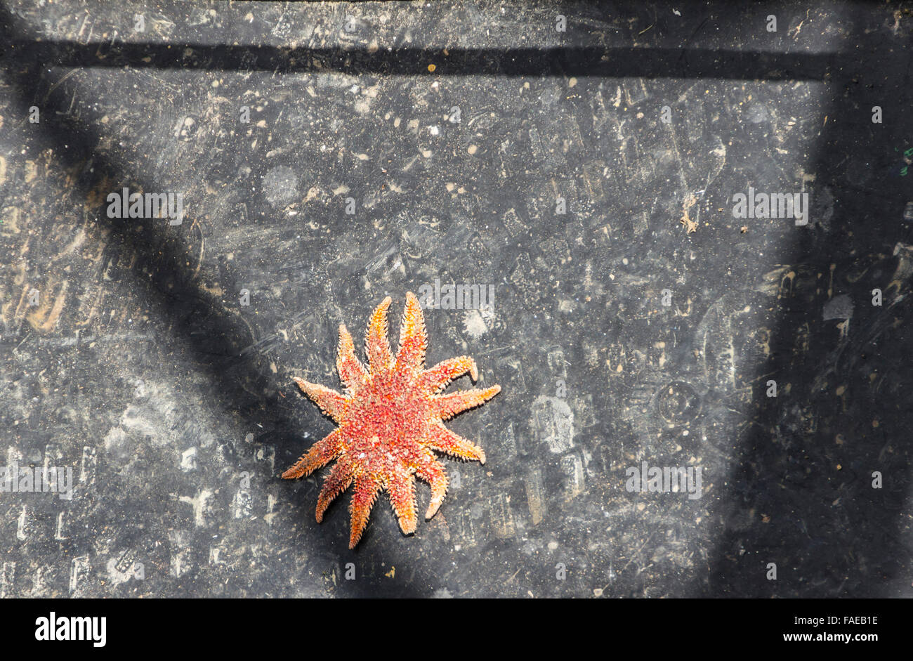 Starfish discarded by fishing boat, on deck, Eyemouth harbour Scotland ...