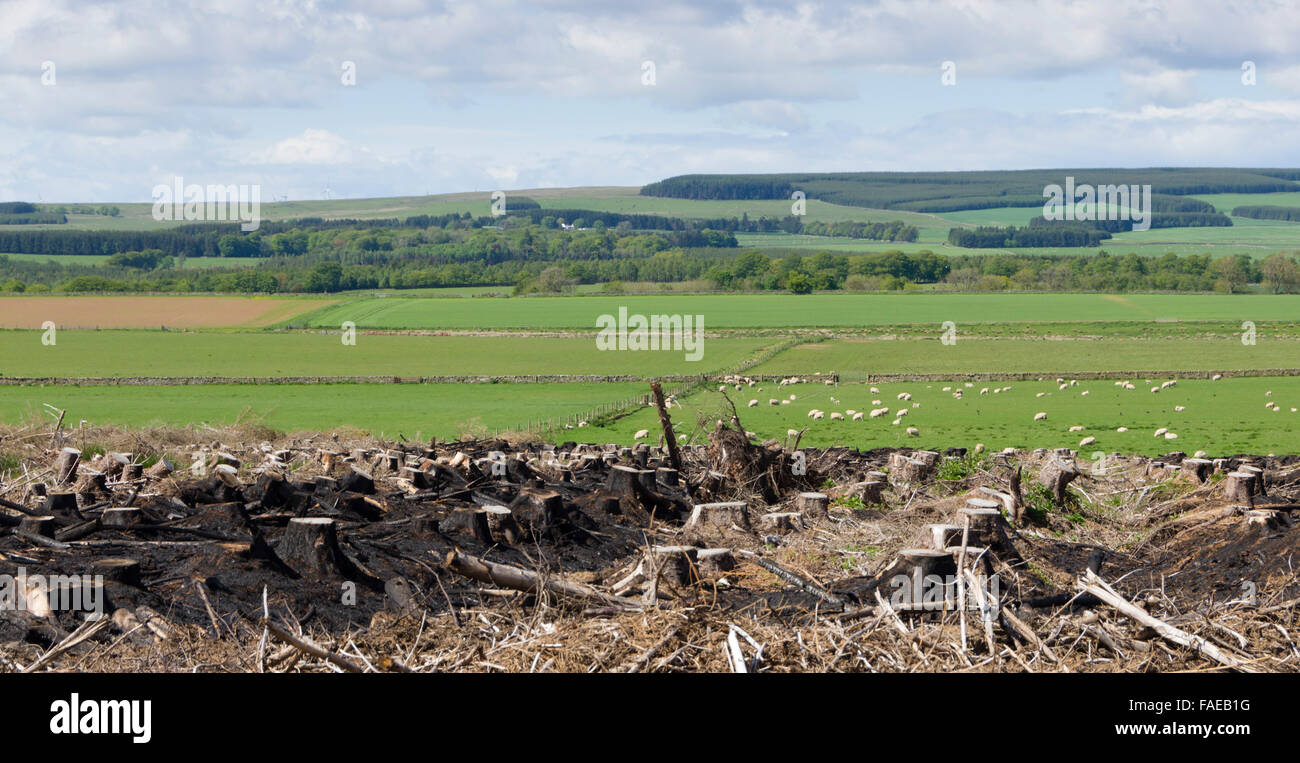 Former wooded land at Westruther in Berwickshire, Scotland, derelict ...