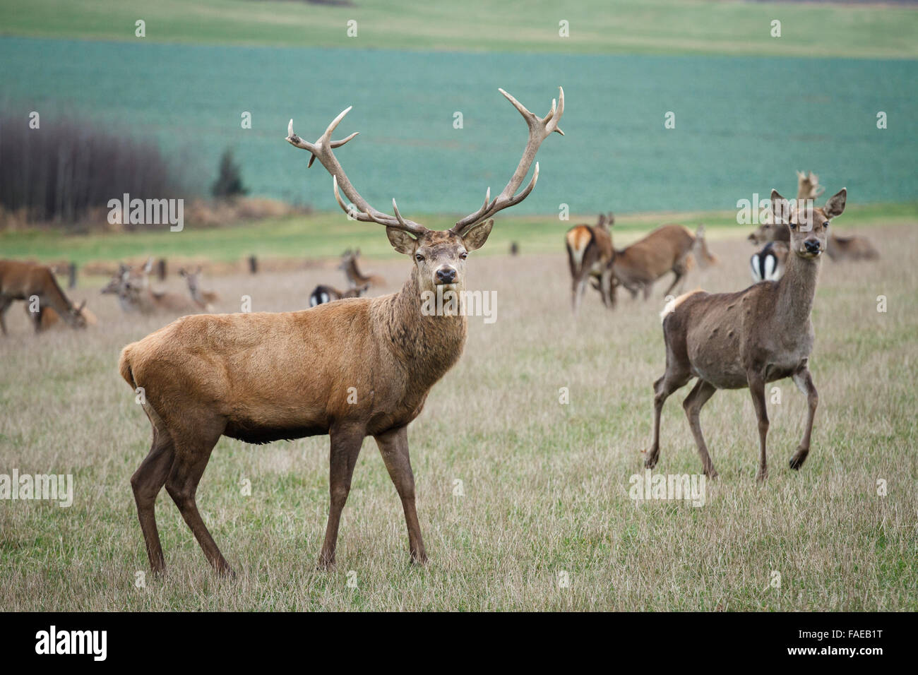Deer grazing in the meadow Stock Photo - Alamy