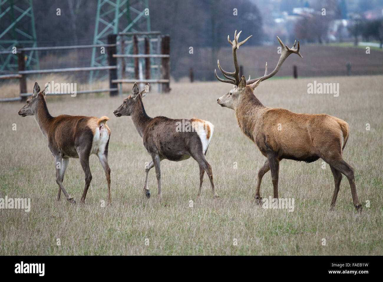 Deer grazing in the meadow Stock Photo - Alamy