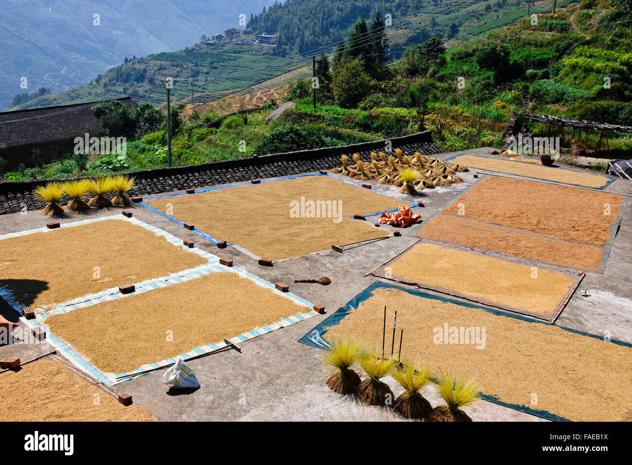 Longji Rice Terraces,Dazhai Villages, Surrounding Area,Rice Crops ...