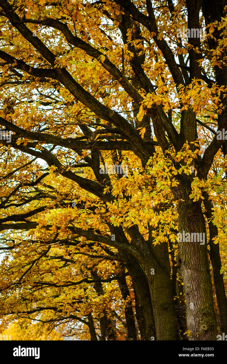 Autumn trees in park Stock Photo - Alamy