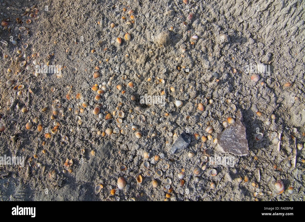 Dried seashells hi-res stock photography and images - Alamy