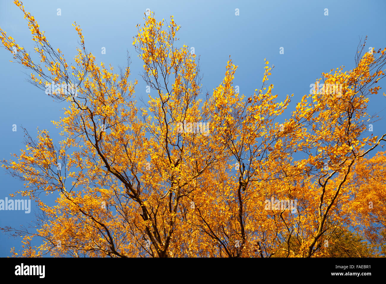 Beautiful Colorful Autumn Leaves and blue sky Stock Photo - Alamy