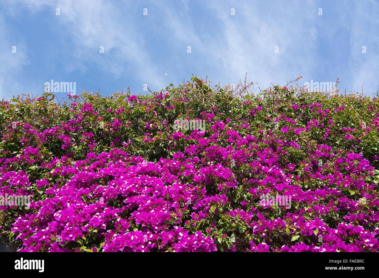 Pink bougainvillea flowers and sky in Ibiza, Balearic islands, Spain ...