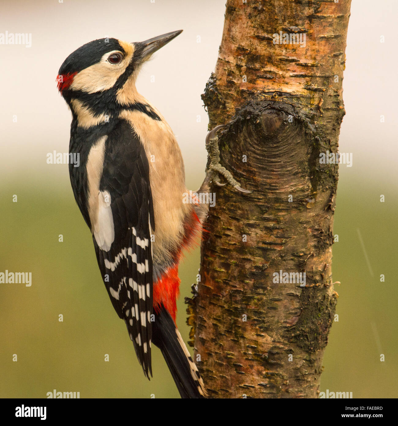 Great Spotted Woodpecker Stock Photo - Alamy