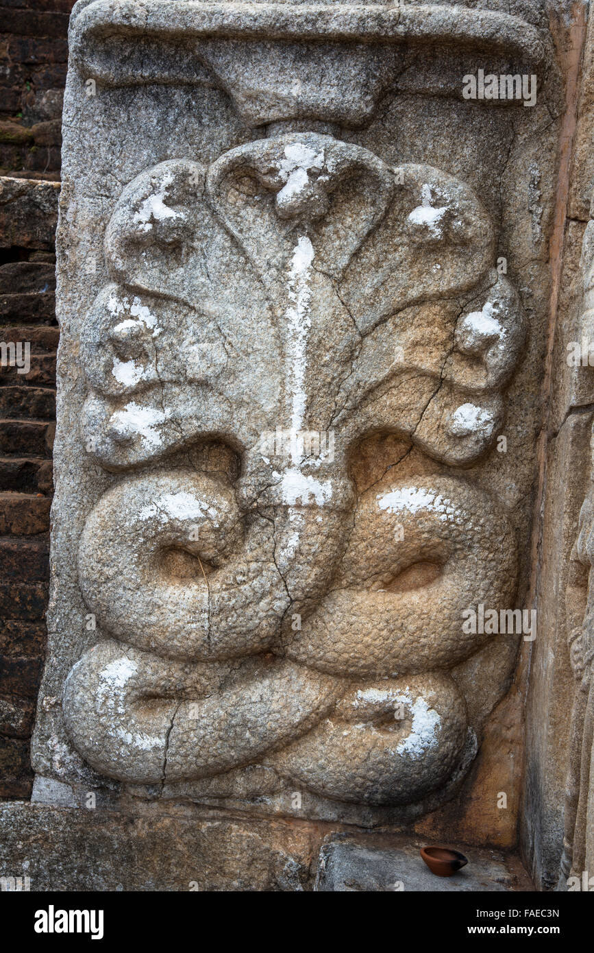 Snake With 7 Heads Real