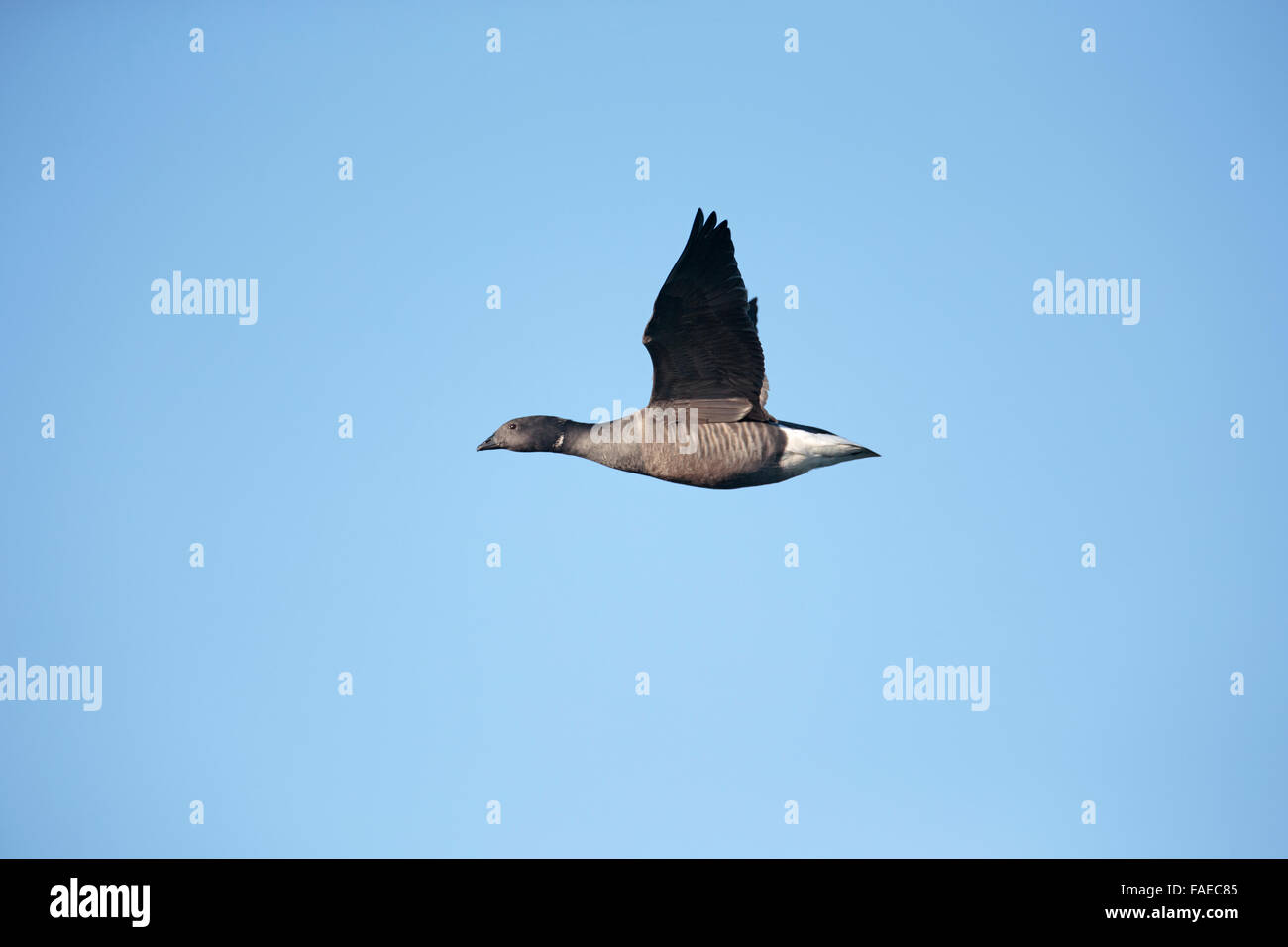 Dark-bellied Brent Goose, Branta bernicla bernicla, in flight Stock ...