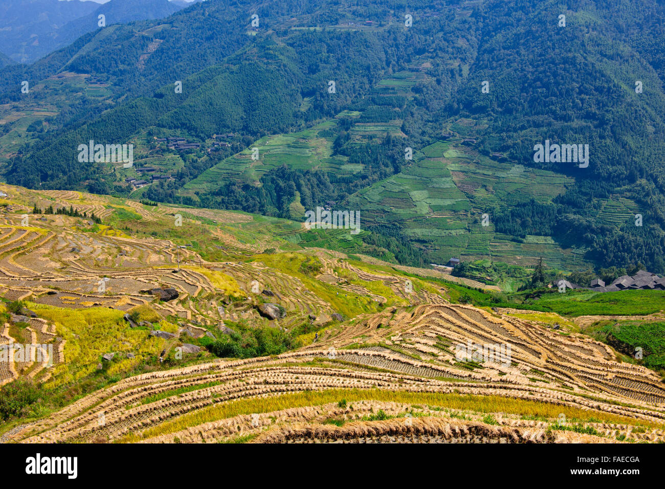 Longji Rice Terraces,Dazhai Villages, Surrounding Area,Rice Crops ...