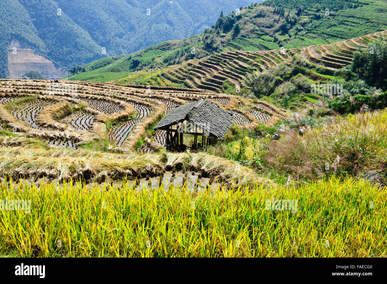 Longji Rice Terraces,Dazhai Villages, Surrounding Area,Rice Crops ...