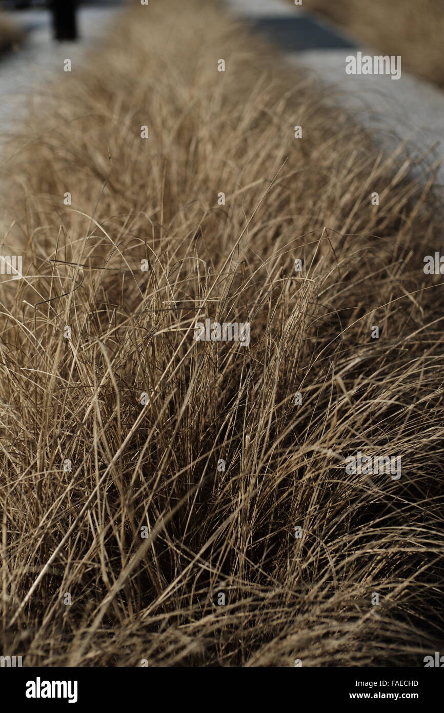 Grass tussock hi-res stock photography and images - Alamy