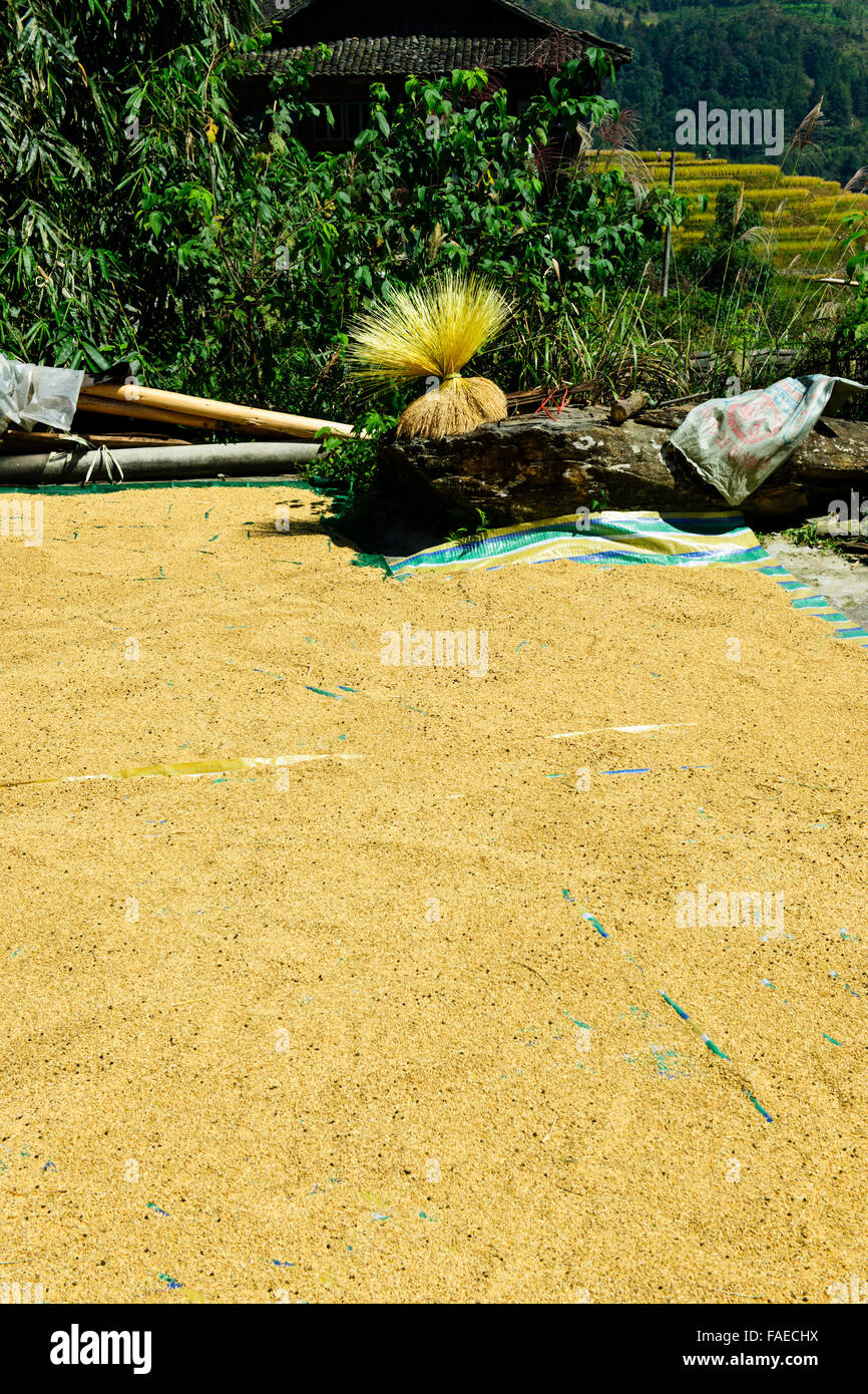 Layers of rice in fall hi-res stock photography and images - Alamy