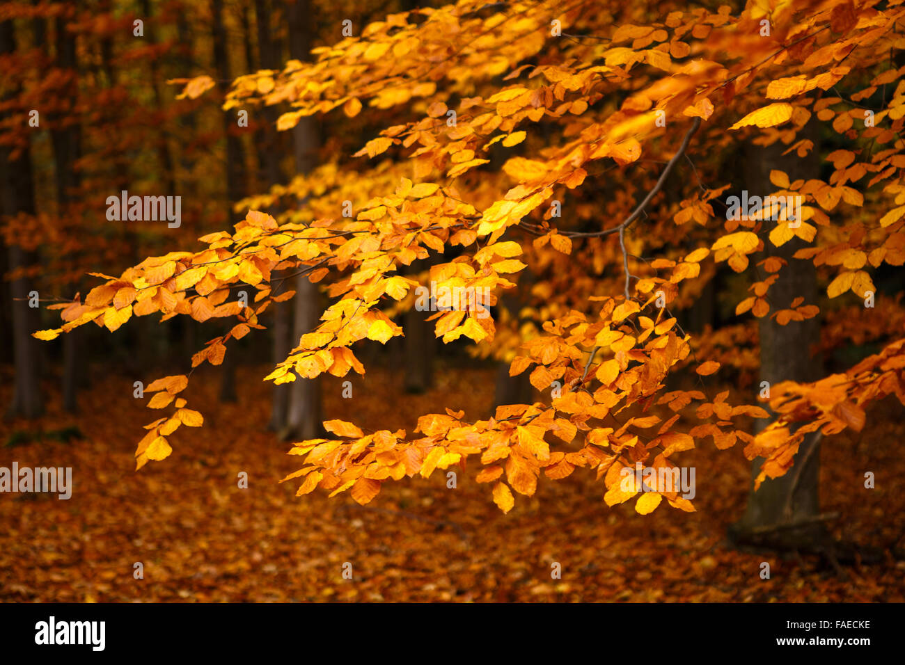 Collection of Beautiful Colorful Autumn Leaves Stock Photo - Alamy