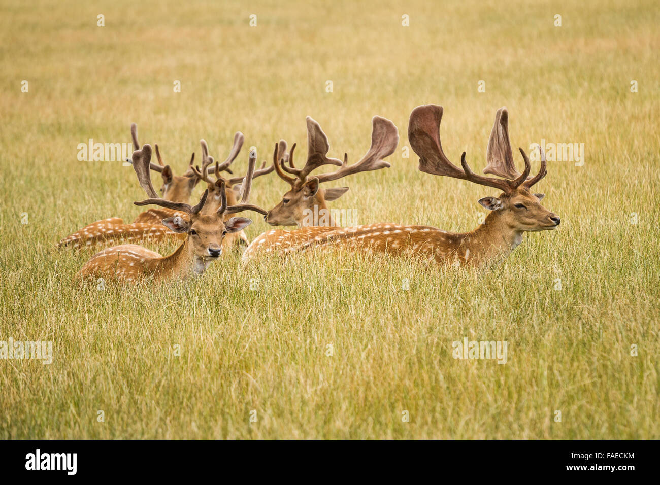 Herd Of Fallow Deer Stock Photo - Alamy