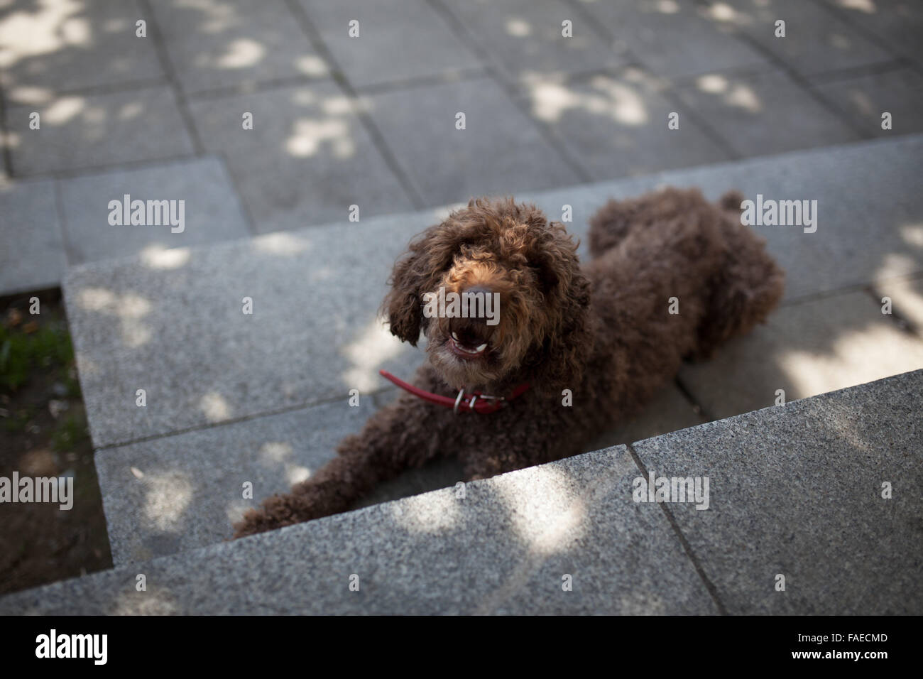 Labradoodle laying on steps, looking in to camera Stock Photo - Alamy