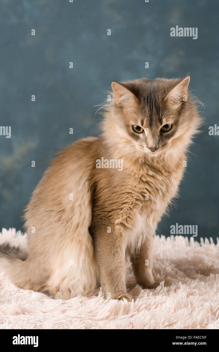 Somali blue (grey) kitten. The fur contains warmer brown colours as ...