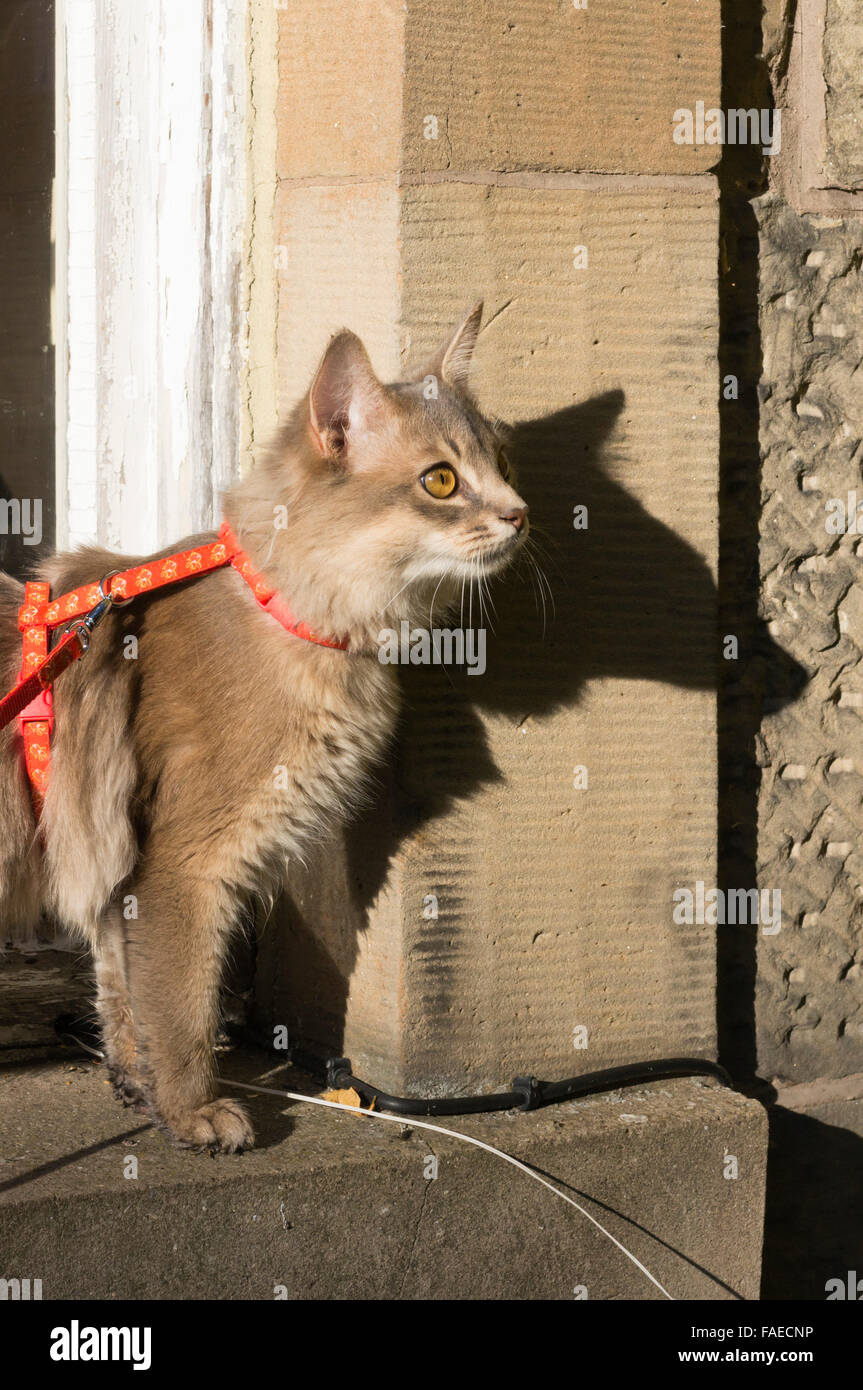 6 months old kitten hi-res stock photography and images - Alamy