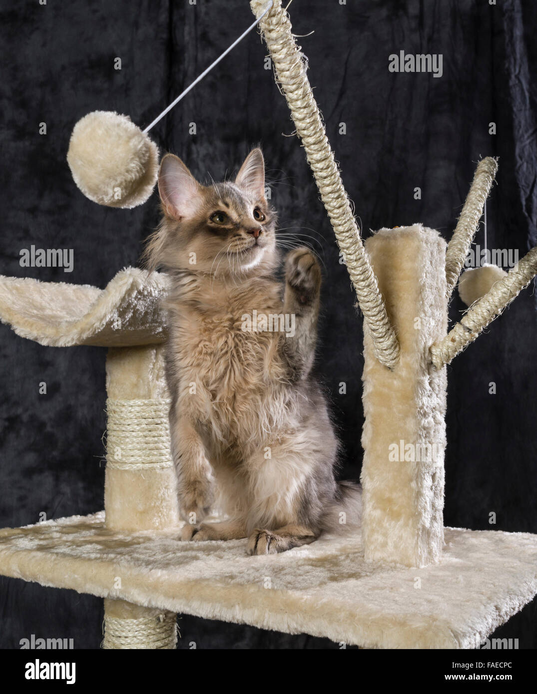 Blue cat tower hi-res stock photography and images - Alamy