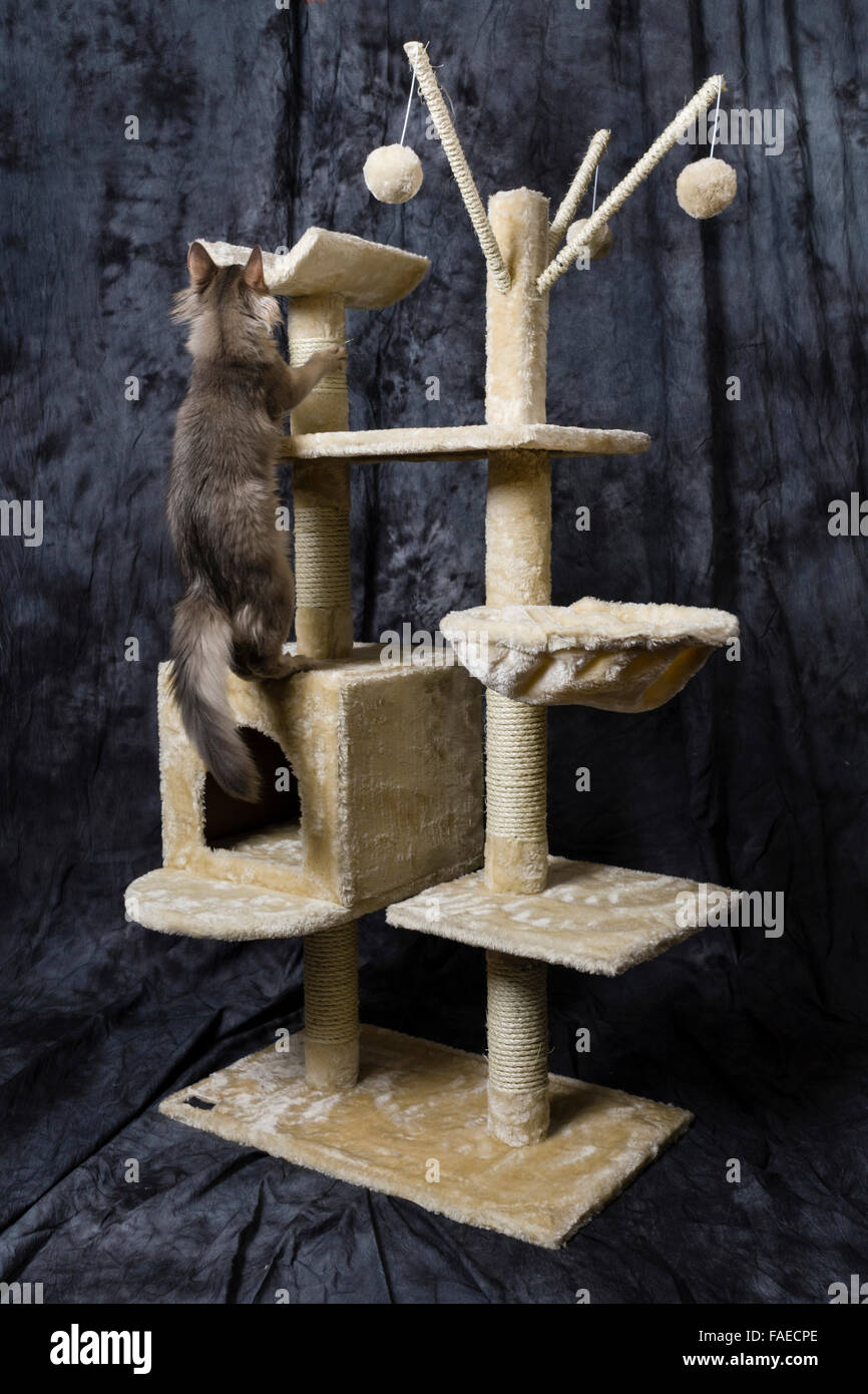 Cat tower hi-res stock photography and images - Alamy