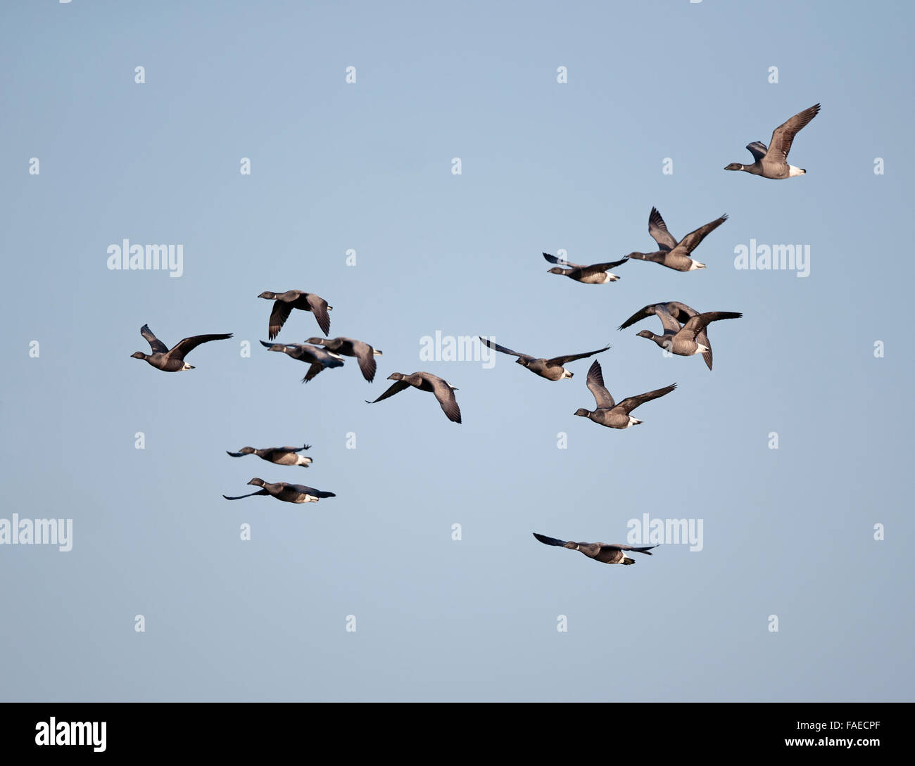 Dark-bellied Brent Goose, Branta bernicla bernicla, in flight Stock ...