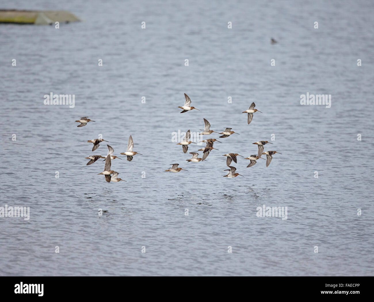 Snipe, Common Snipe, Gallinago gallinago, wisp of snipe, in flight ...