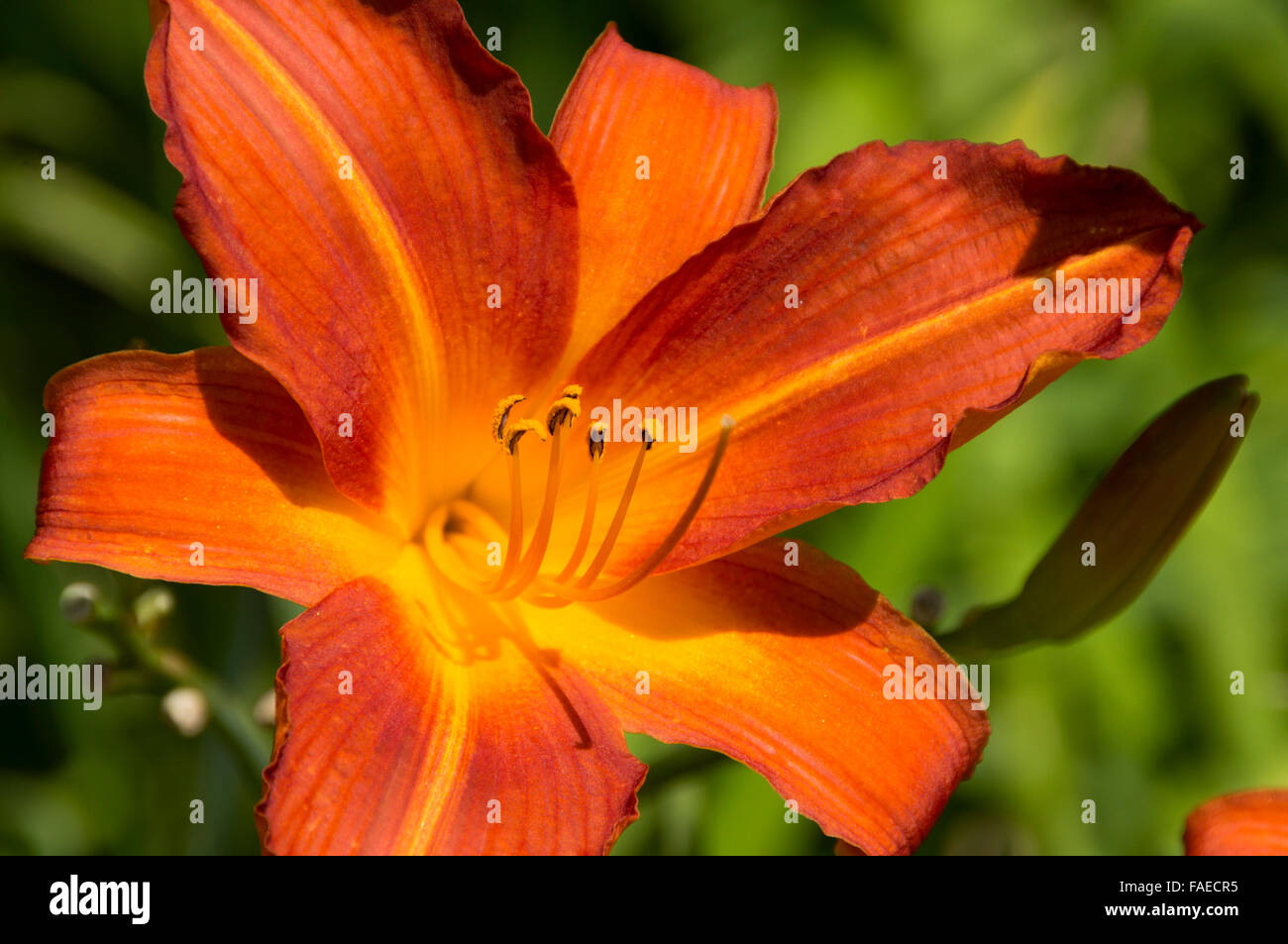 Samares Manor Gardens Jersey High Resolution Stock Photography and ...
