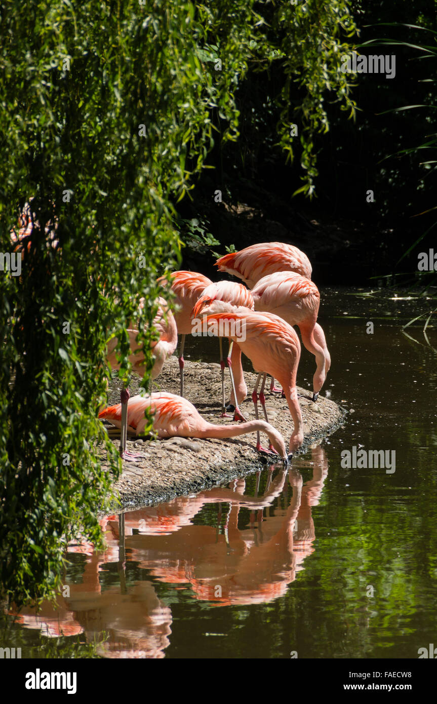 Gerald durrell zoo hi-res stock photography and images - Alamy