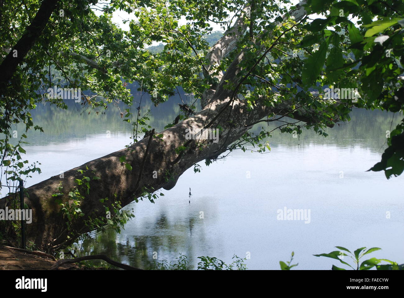 Tree over water hi-res stock photography and images - Alamy