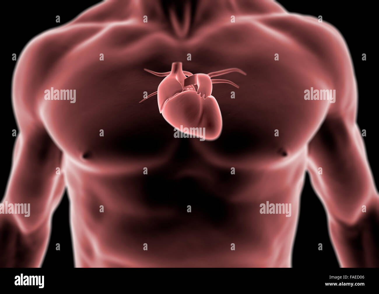 3d Human body and heart anatomy, radiography Stock Photo - Alamy