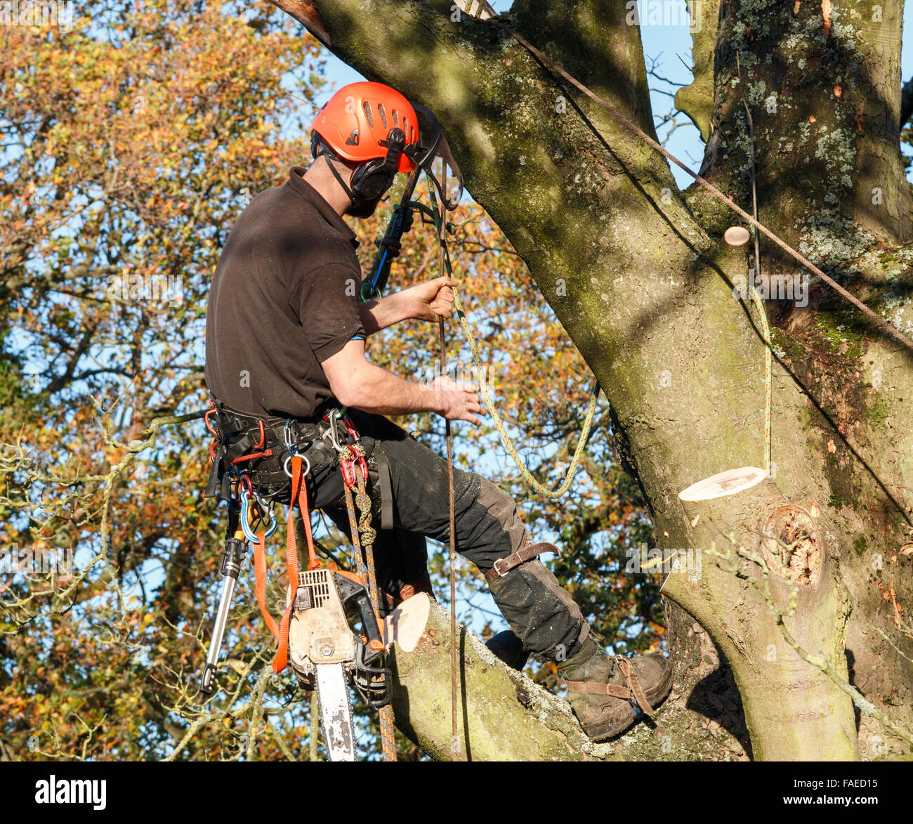 Tree surgeon hanging from a branch of a large tree whilst felling it ...