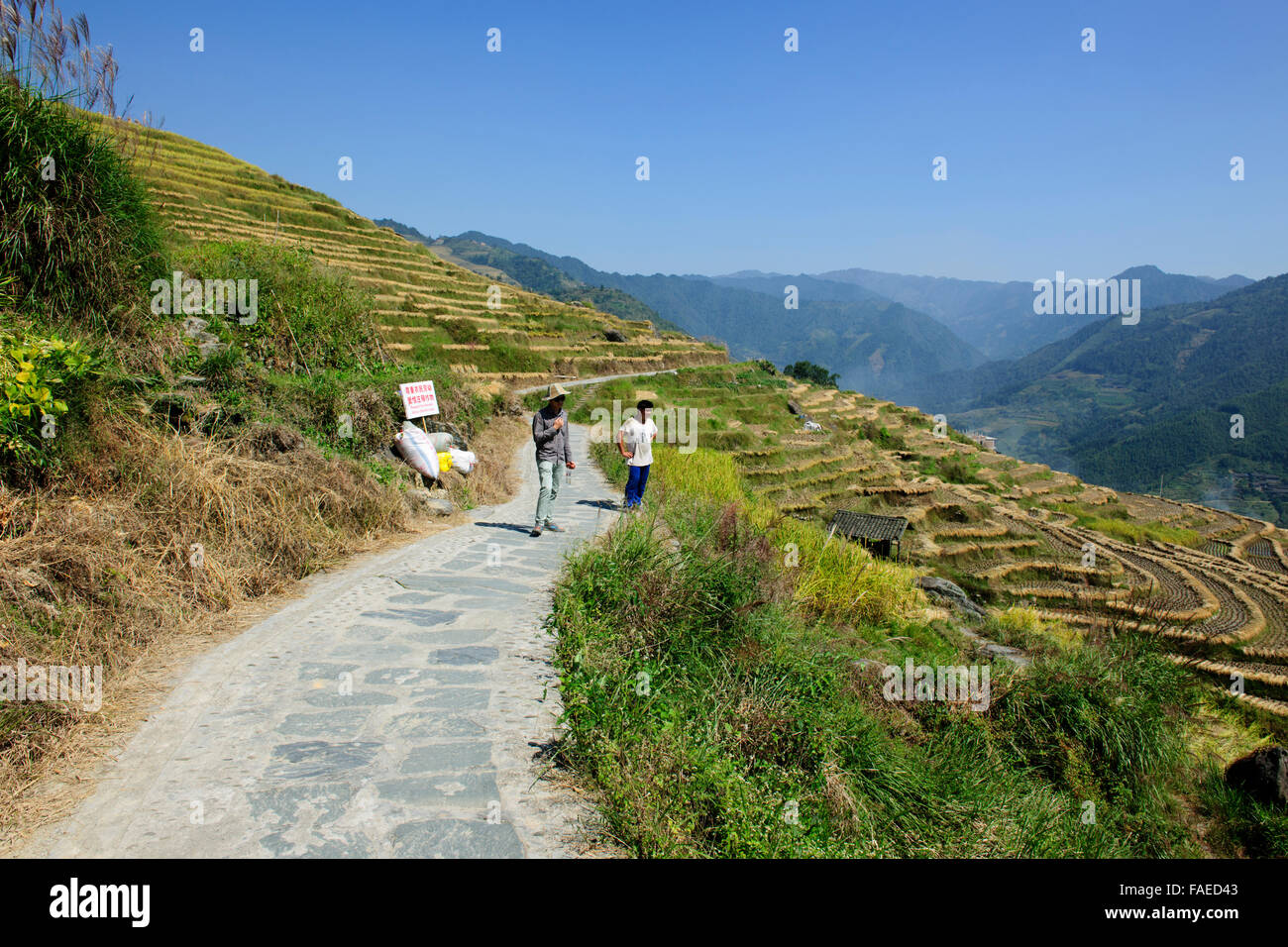 Longji Rice Terraces,Dazhai Villages, Surrounding Area,Rice Crops ...