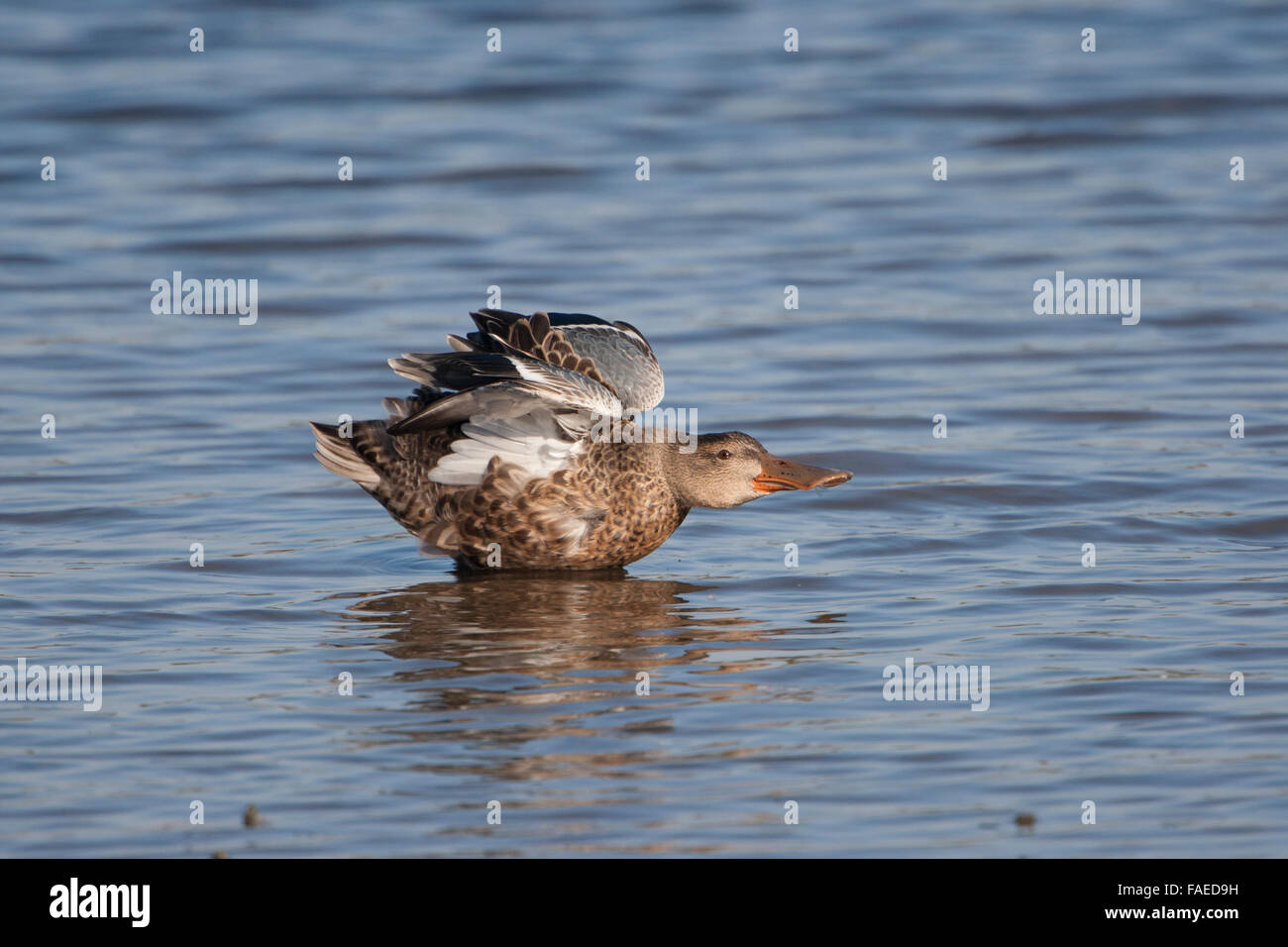 Female wind stretching hi-res stock photography and images - Alamy