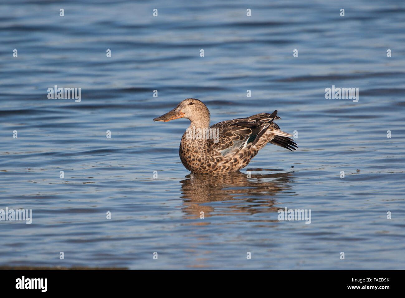 Female wind stretching hi-res stock photography and images - Alamy