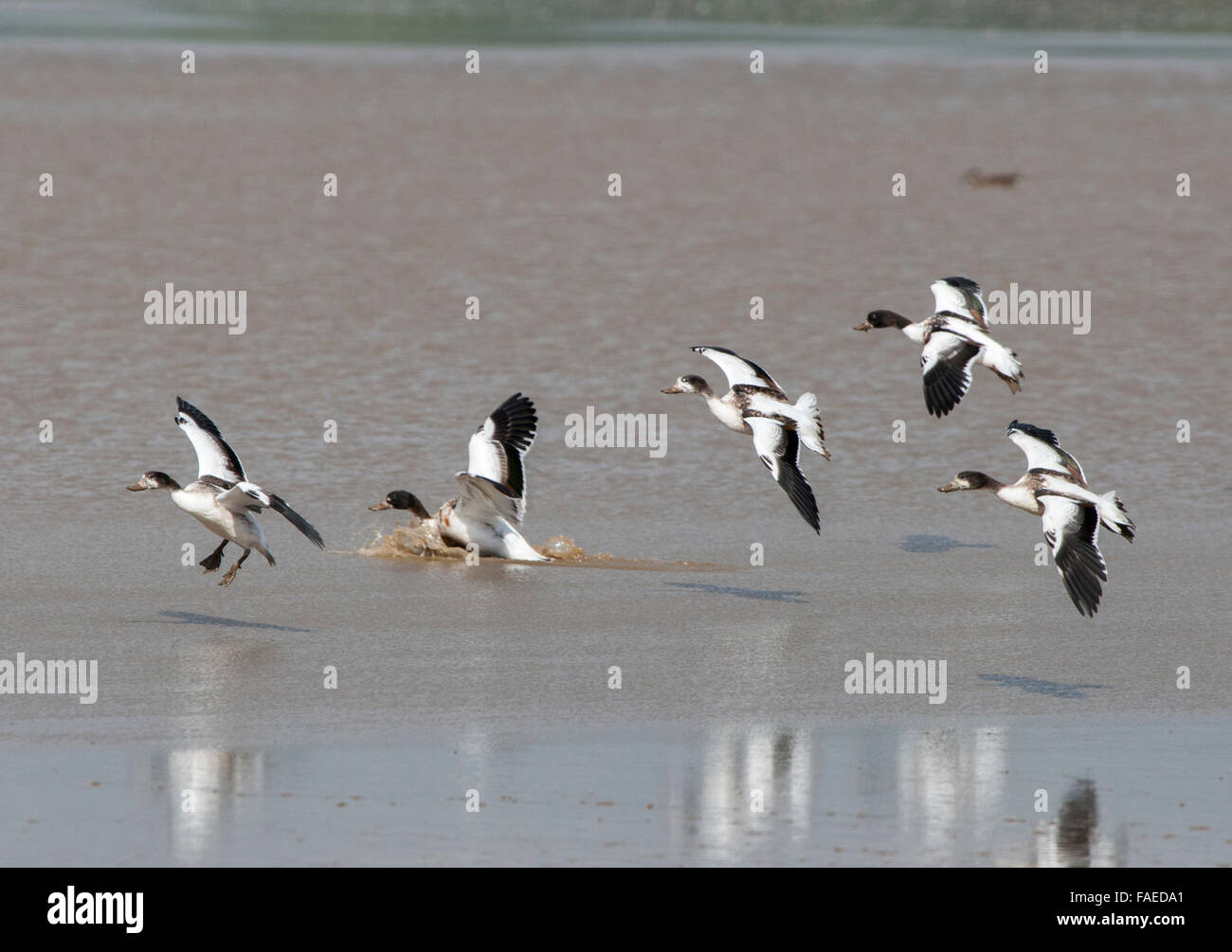 Shelduck Tadorna tadorna, family in flight, adults and juveniles Stock ...