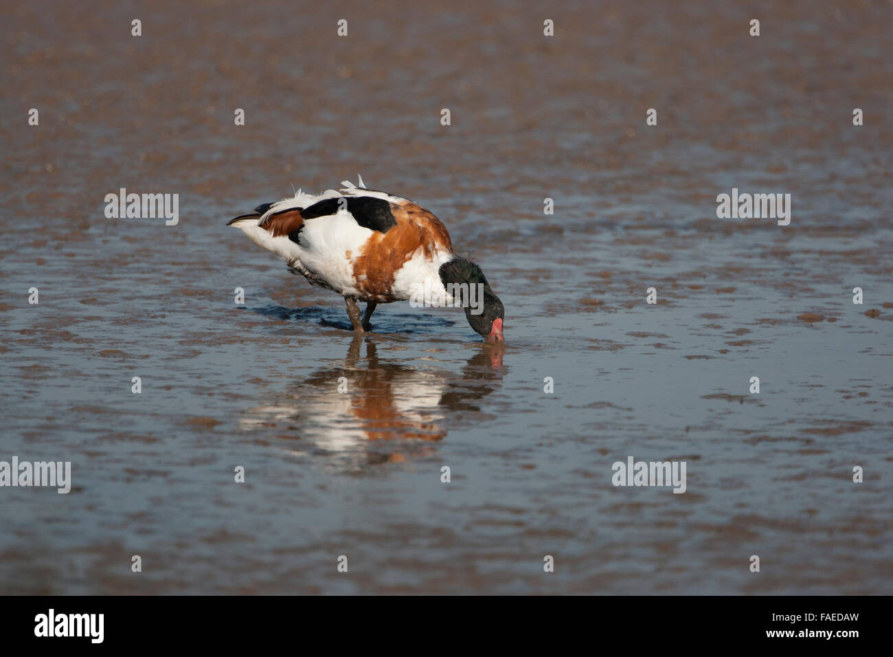 Shelduck Tadorna tadorna, adult feeding Stock Photo - Alamy