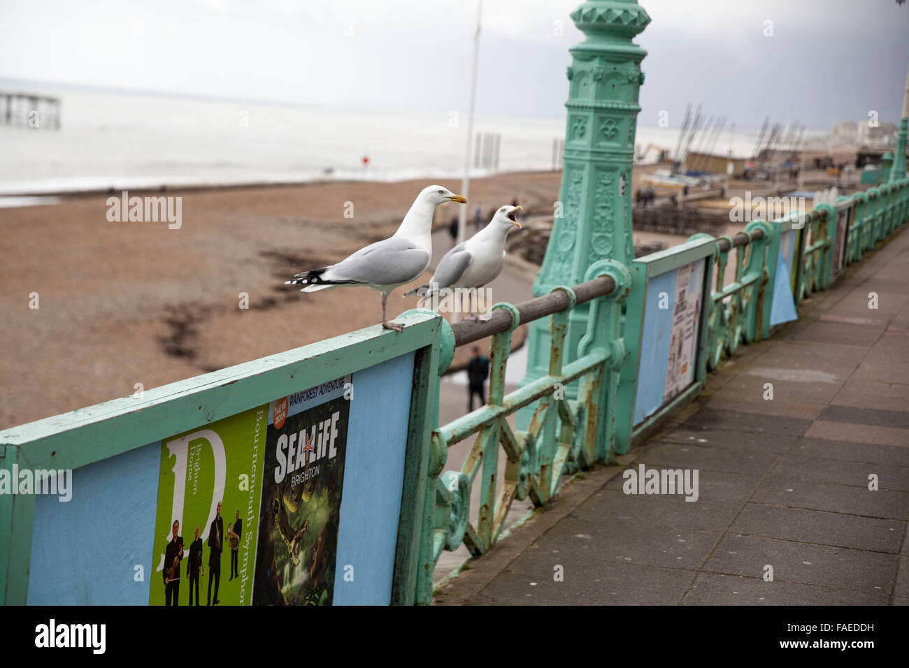Seagulls by the beach in Brighton, one of which appears to be chirping ...