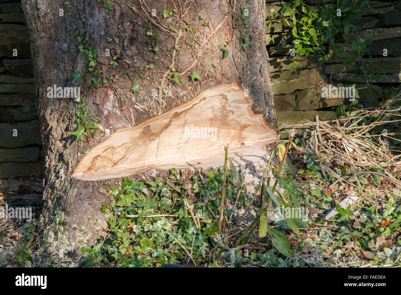 Cut of the tree hi-res stock photography and images - Alamy