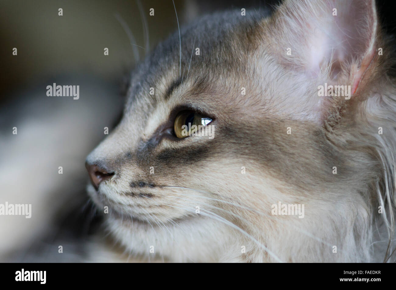 Blue somali domestic cat hi-res stock photography and images - Alamy