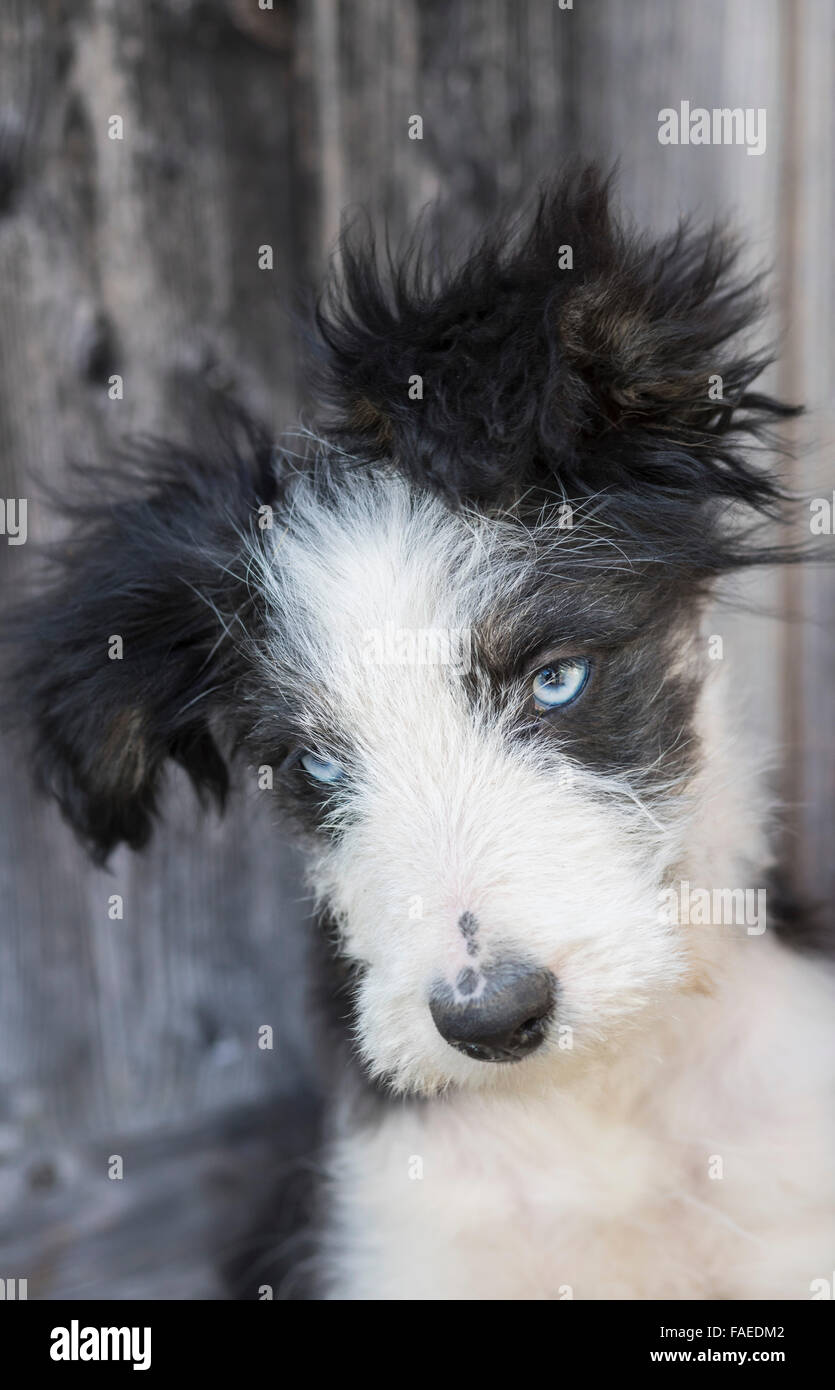 Charmingly scruffy Border collie cross farm puppy in Scotland Stock ...
