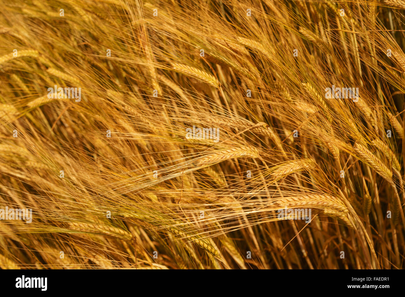 Ripening barley field in the Scottish Borders near Kelso Stock Photo ...