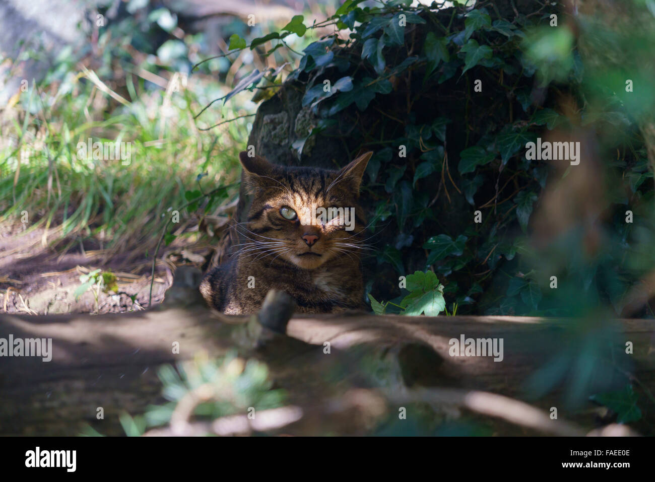 Scottish wildcat edinburgh zoo hi-res stock photography and images - Alamy
