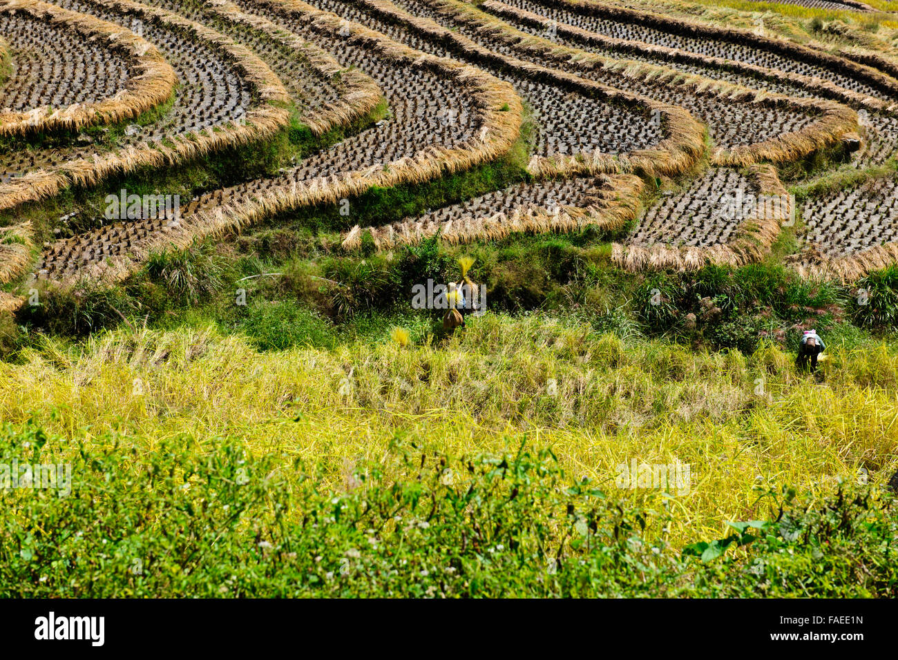 Longji Rice Terraces,Dazhai Villages, Surrounding Area,Rice Crops ...