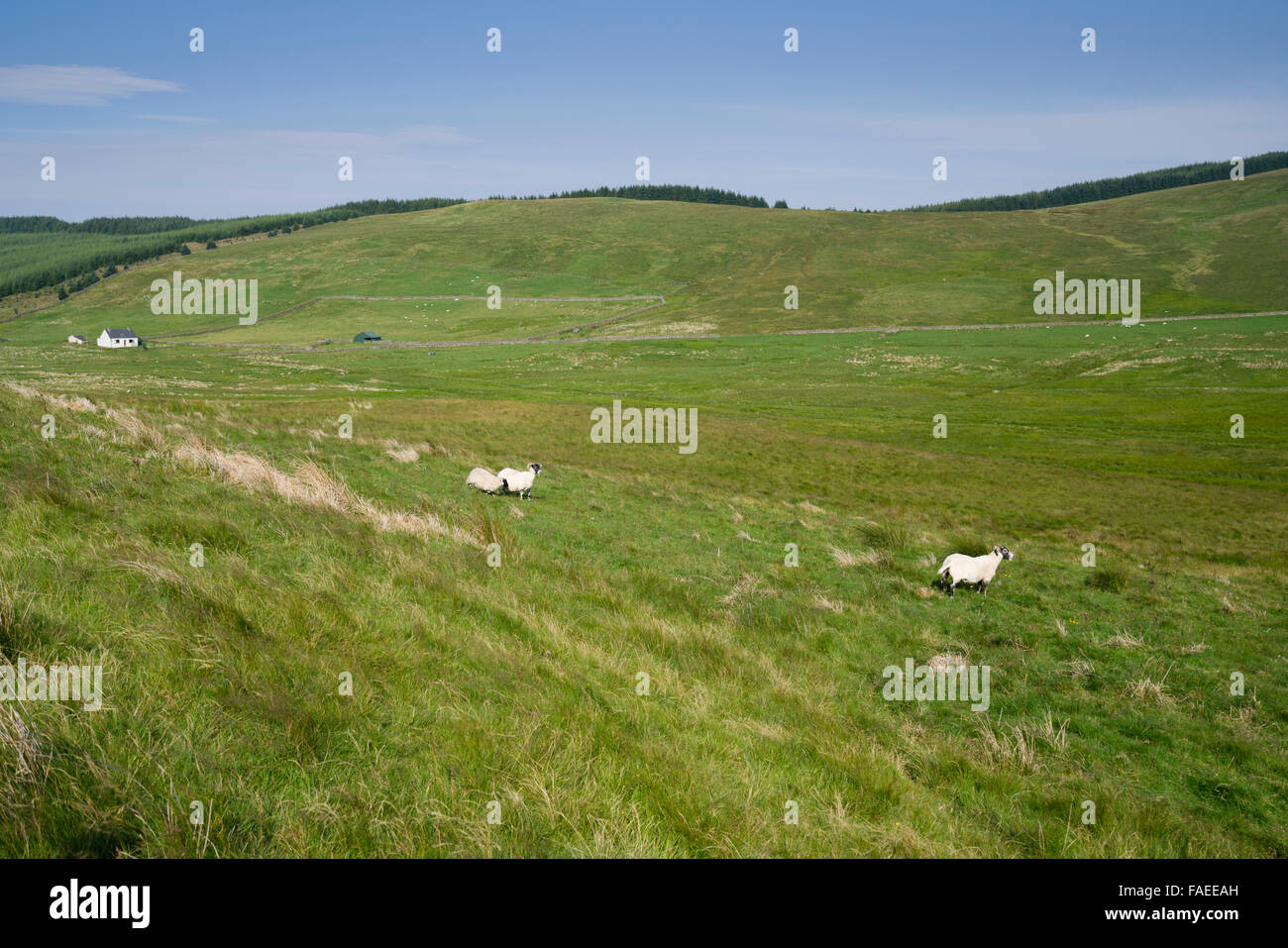 The source of the River Tweed Stock Photo - Alamy