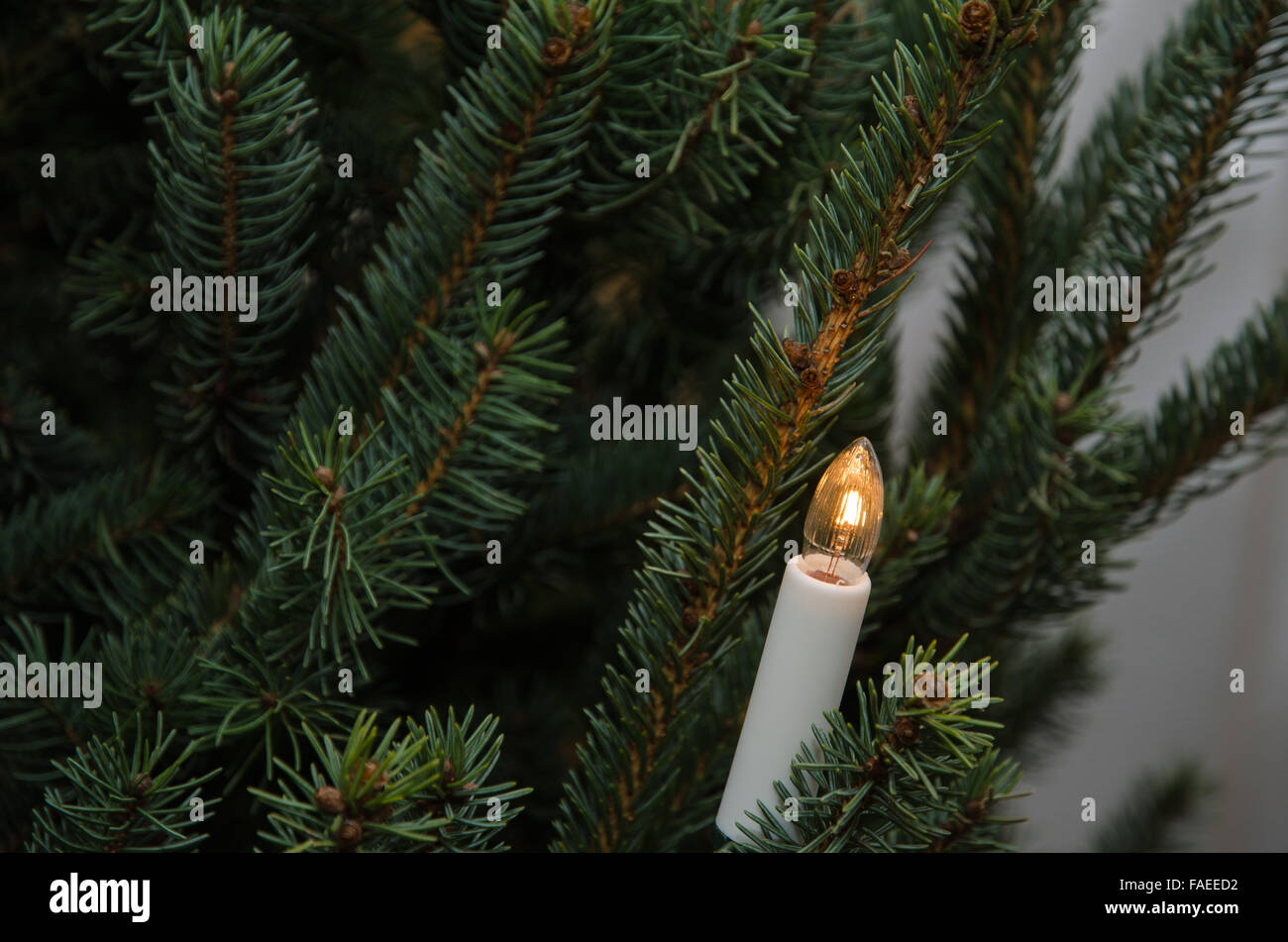 Burning fir tree hi-res stock photography and images - Alamy