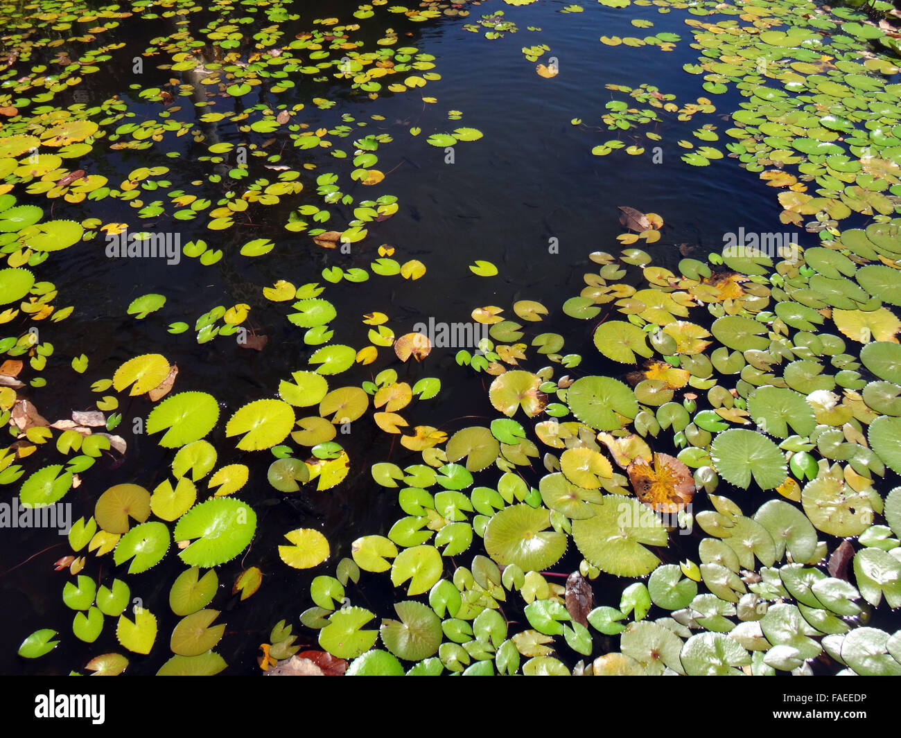 Ornamental fish pond of Jardins de Pa'ofa'i (Garden of Paofai) in ...