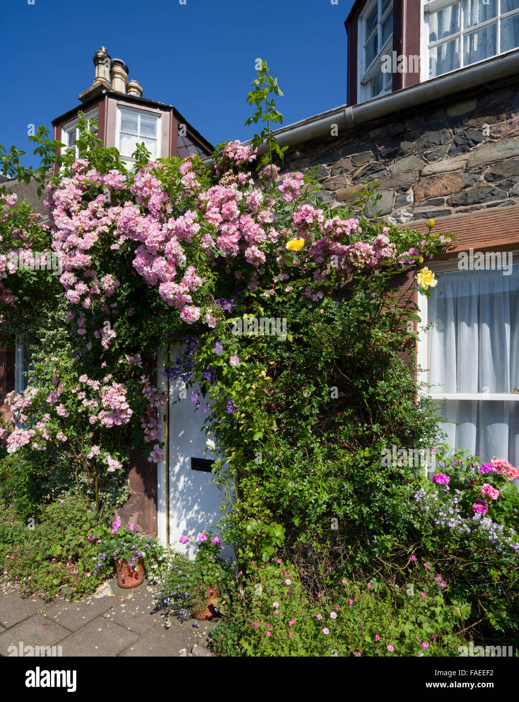 Rambling roses on a cottage in the village of Broughton, upper ...