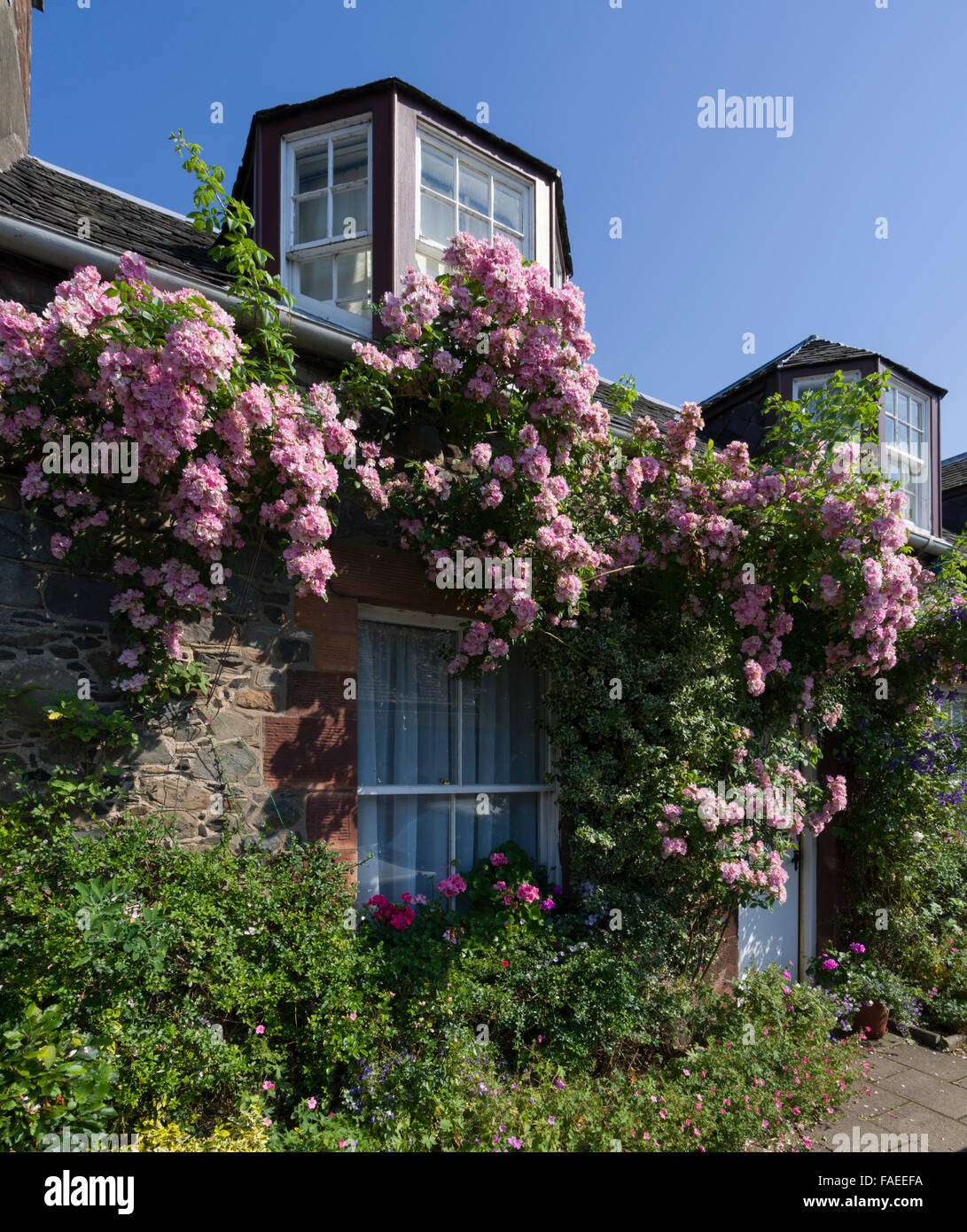 Rambling roses on a cottage in the village of Broughton, upper ...